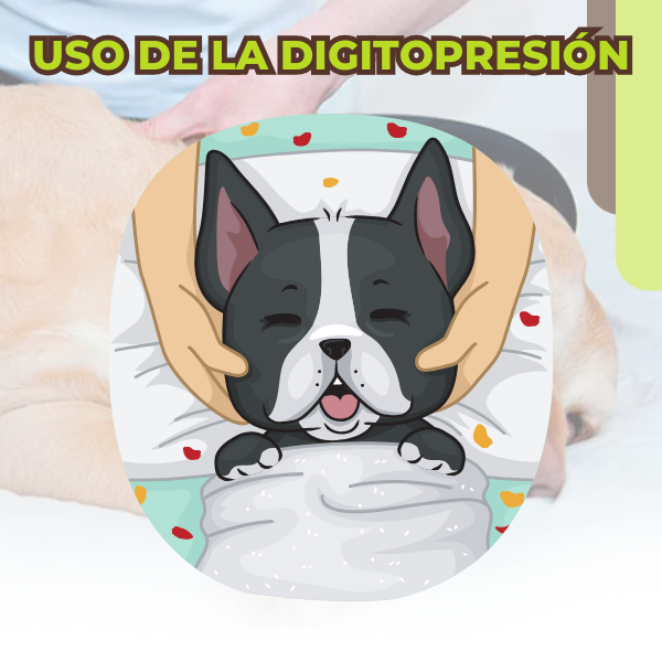 Acupuntura con los dedos en tu perro – Rehabilita Animal