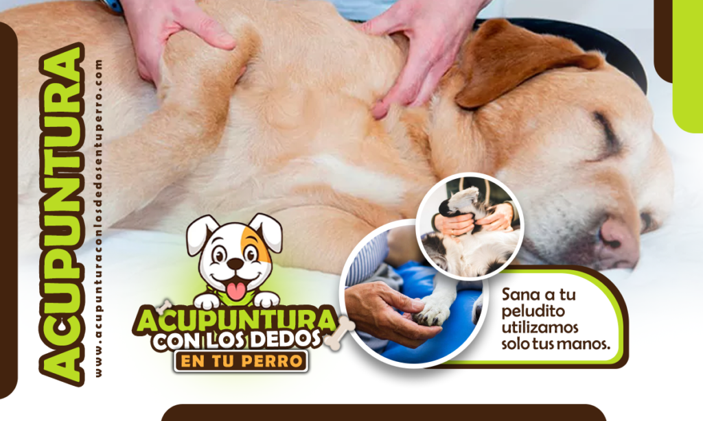 Acupuntura con los dedos en tu perro – Rehabilita Animal